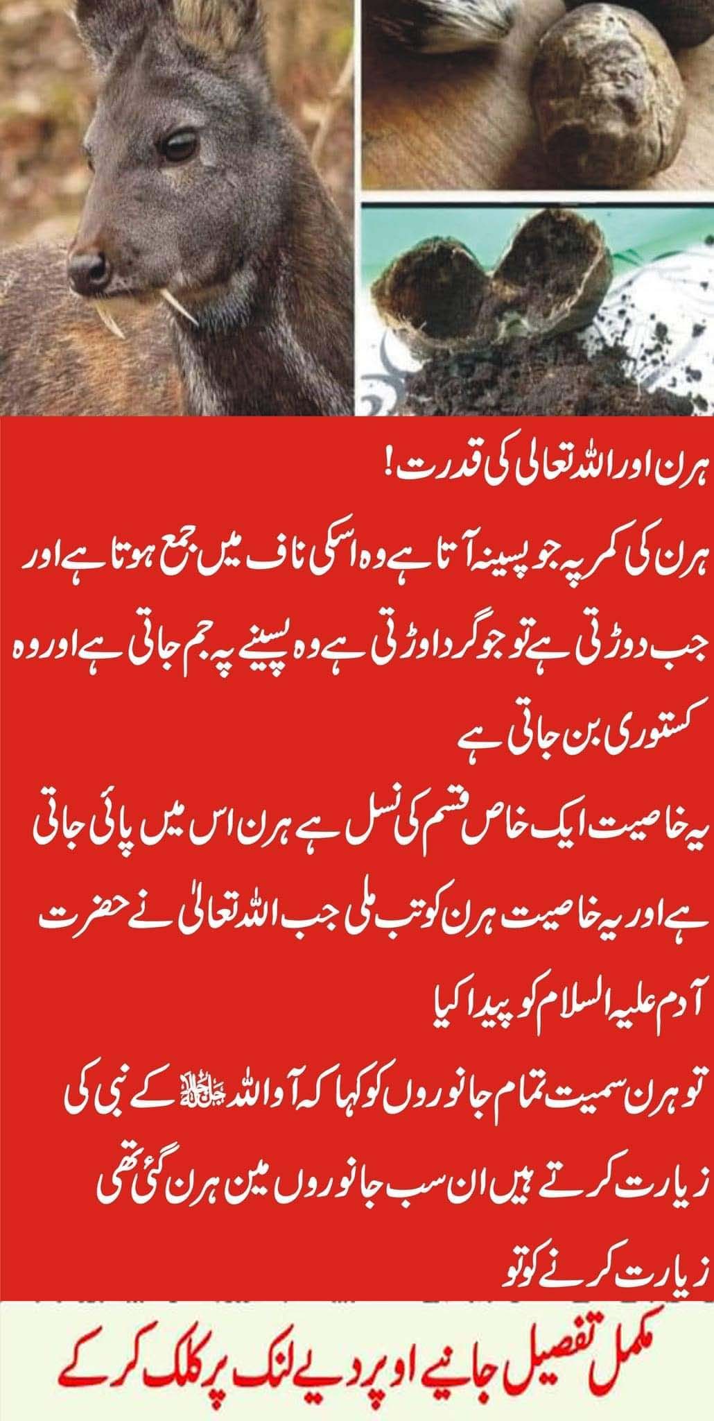 Deer and the power of Allah – Web Story